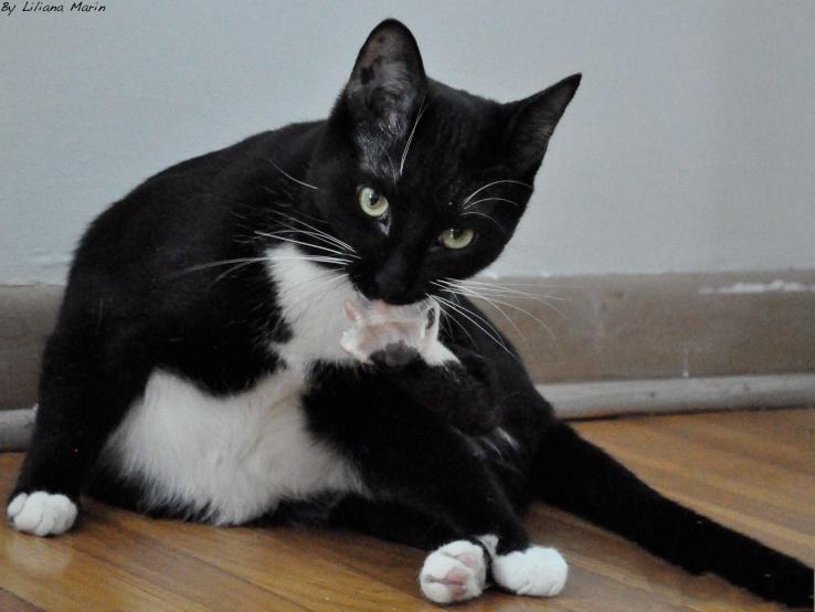 Report a Found Animal | Siskiyou County California