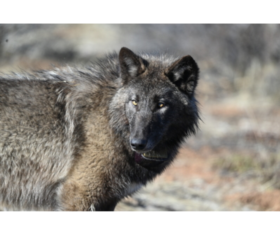 dark grey wolf
